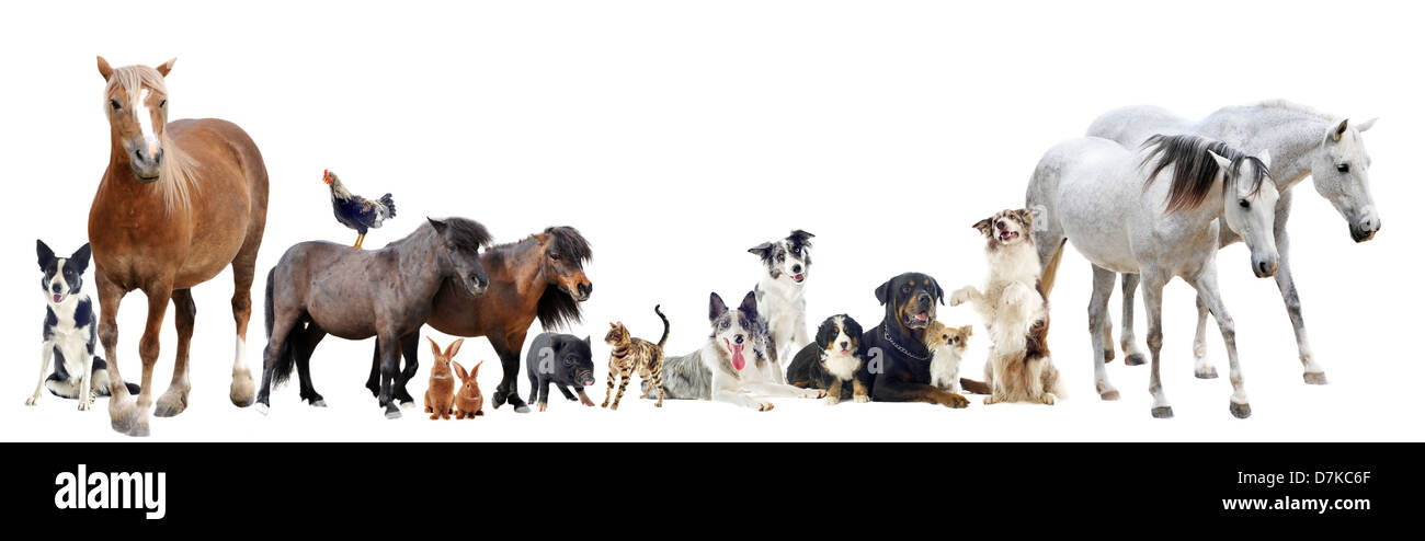 group of farm animals and pets in front of white background Stock Photo ...