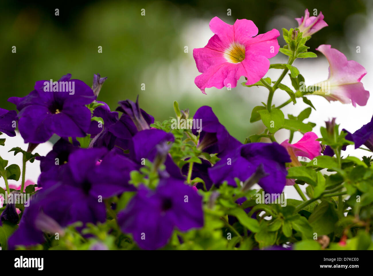 Purple and pink summer flowers Stock Photo - Alamy