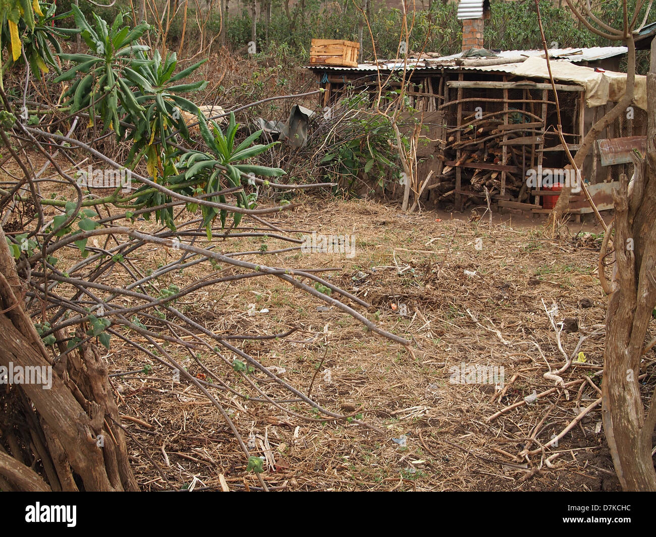 Wood used as fuel at Masai tribe in Tanzania Stock Photo - Alamy