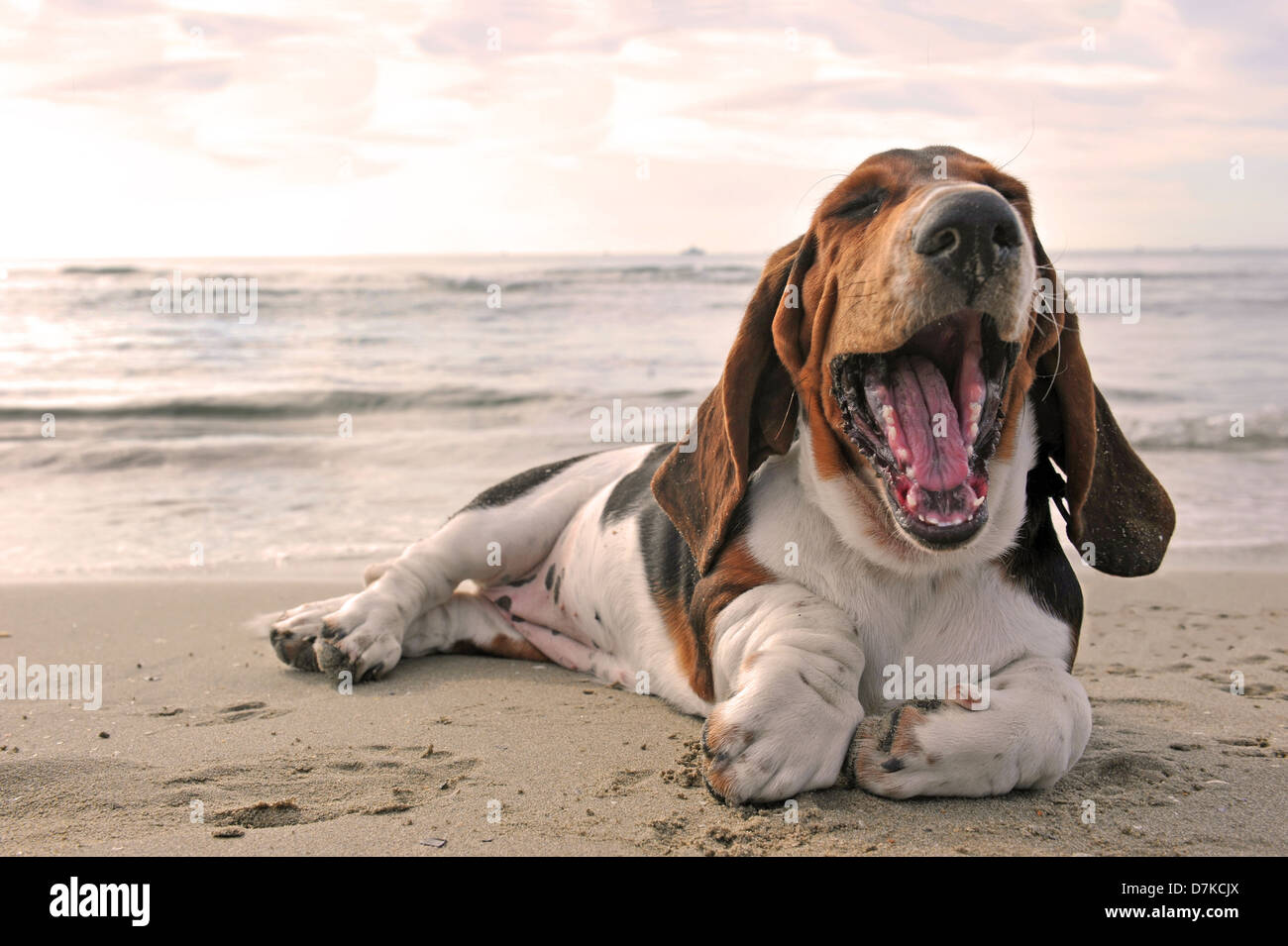 yawning puppy purebred basset hound on a beach Stock Photo - Alamy