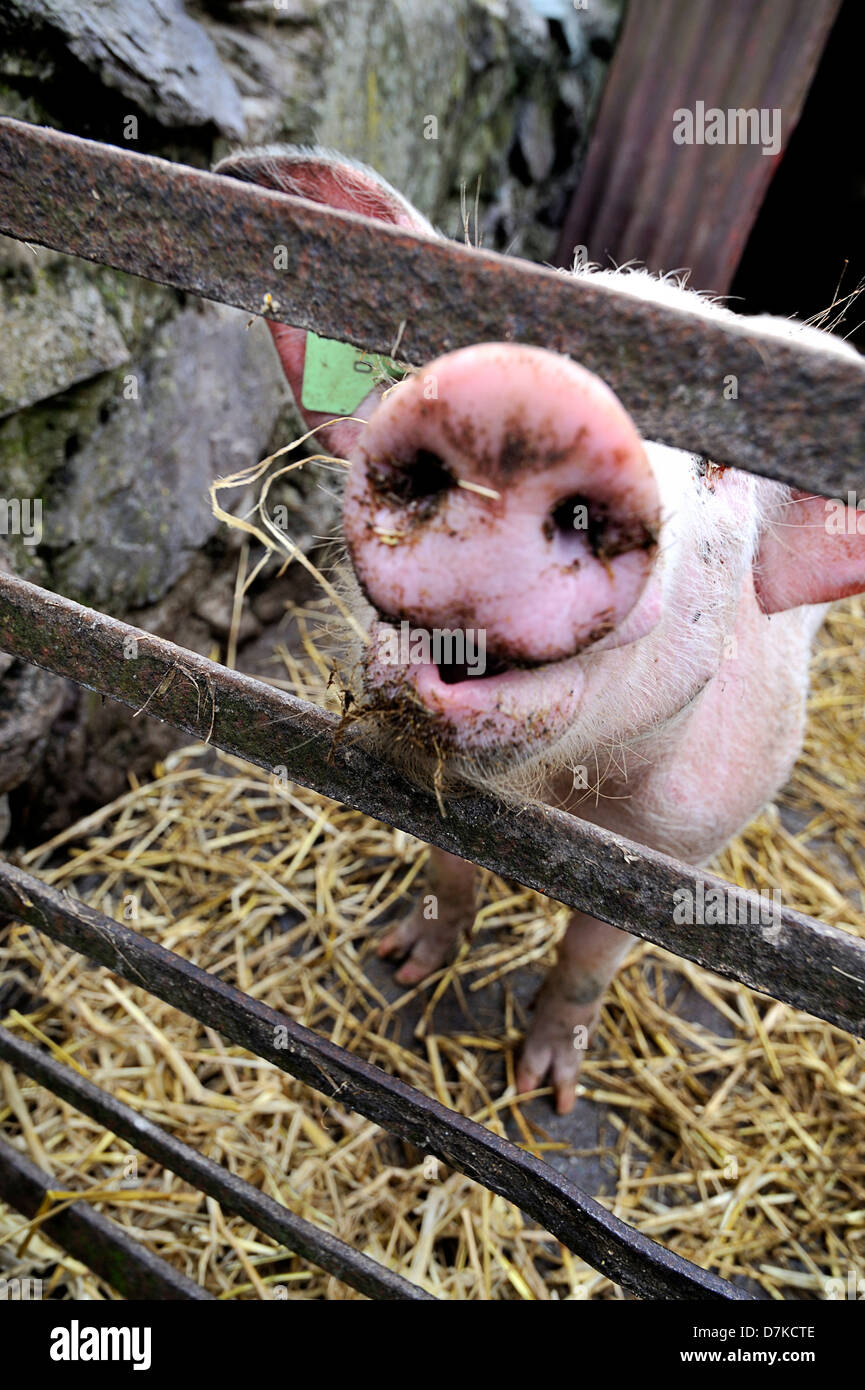 Pig In Sty High Resolution Stock Photography and Images - Alamy