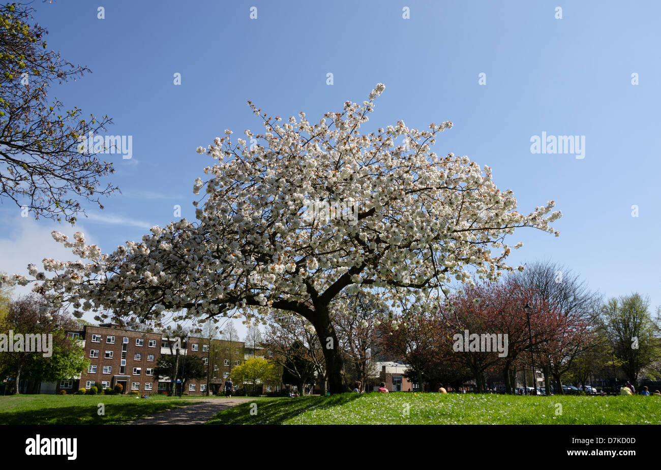 Blossom plants hi-res stock photography and images - Alamy