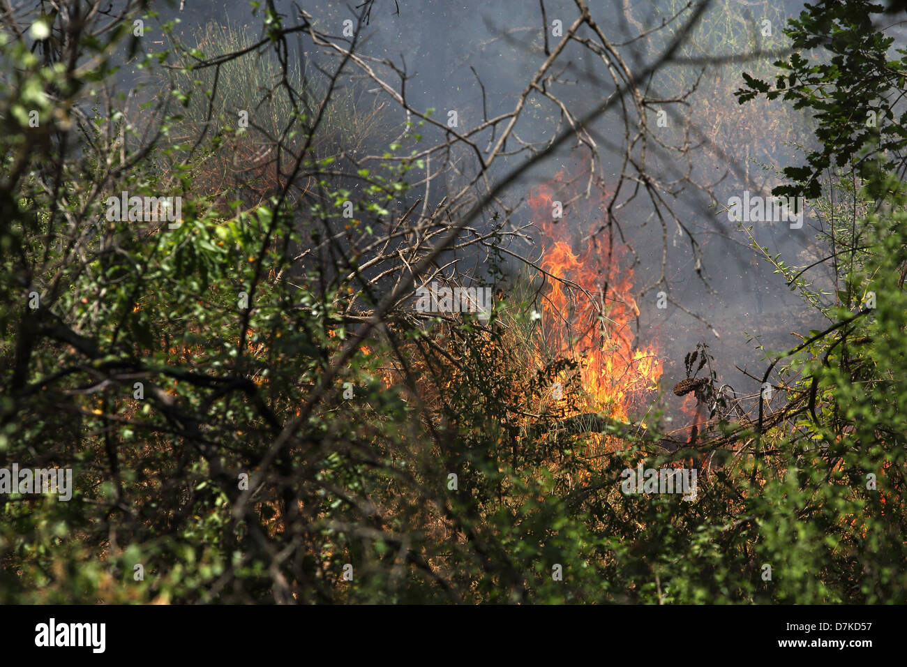 Burning Bush Symbol High Resolution Stock Photography and Images - Alamy