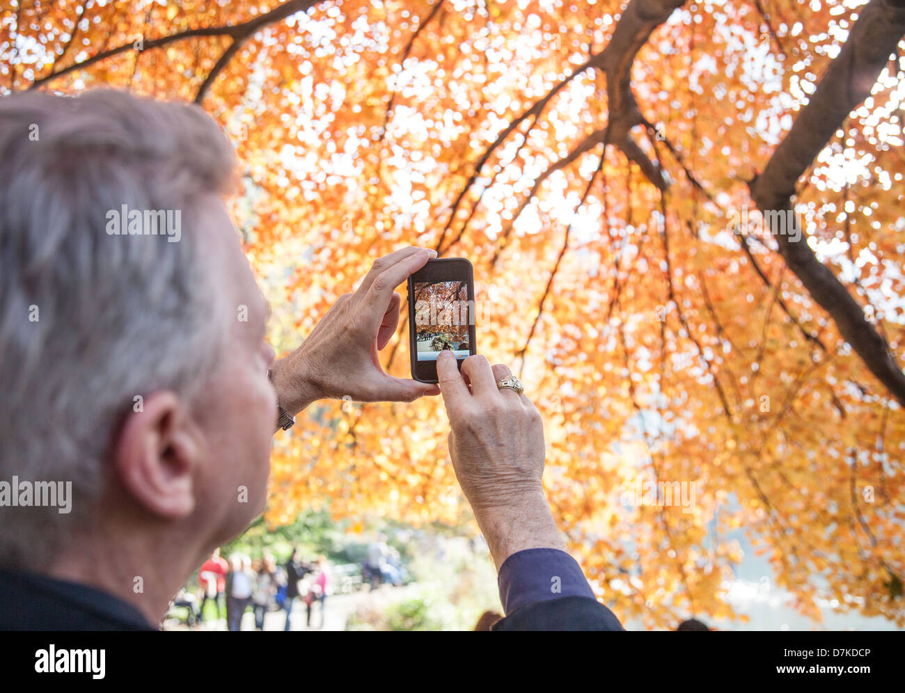 Senior Man Photographs Fall Foliage on His Smart Phone Stock Photo - Alamy
