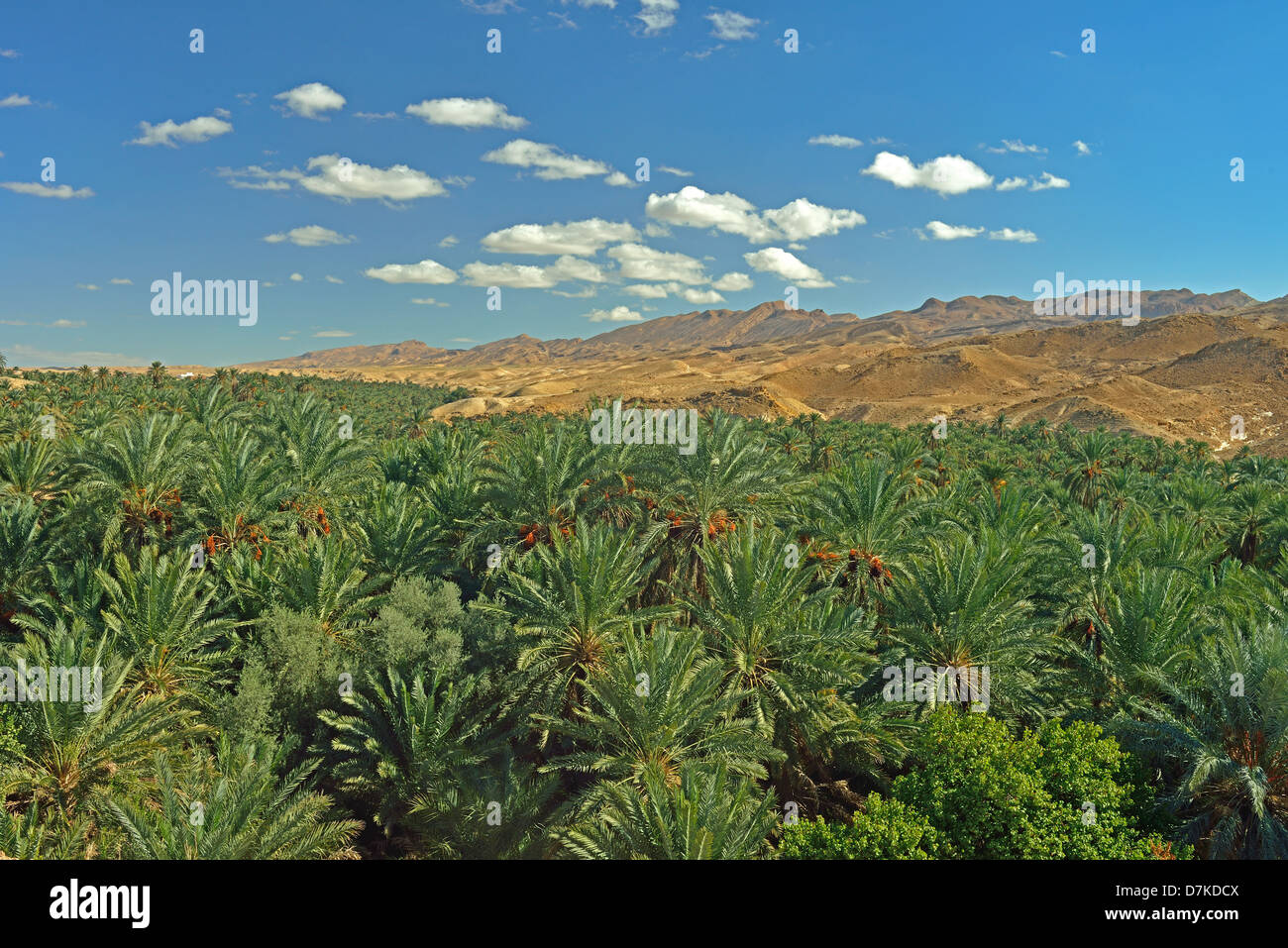 Oasis Tamerza in the Mountains near the algerian border, where the ...
