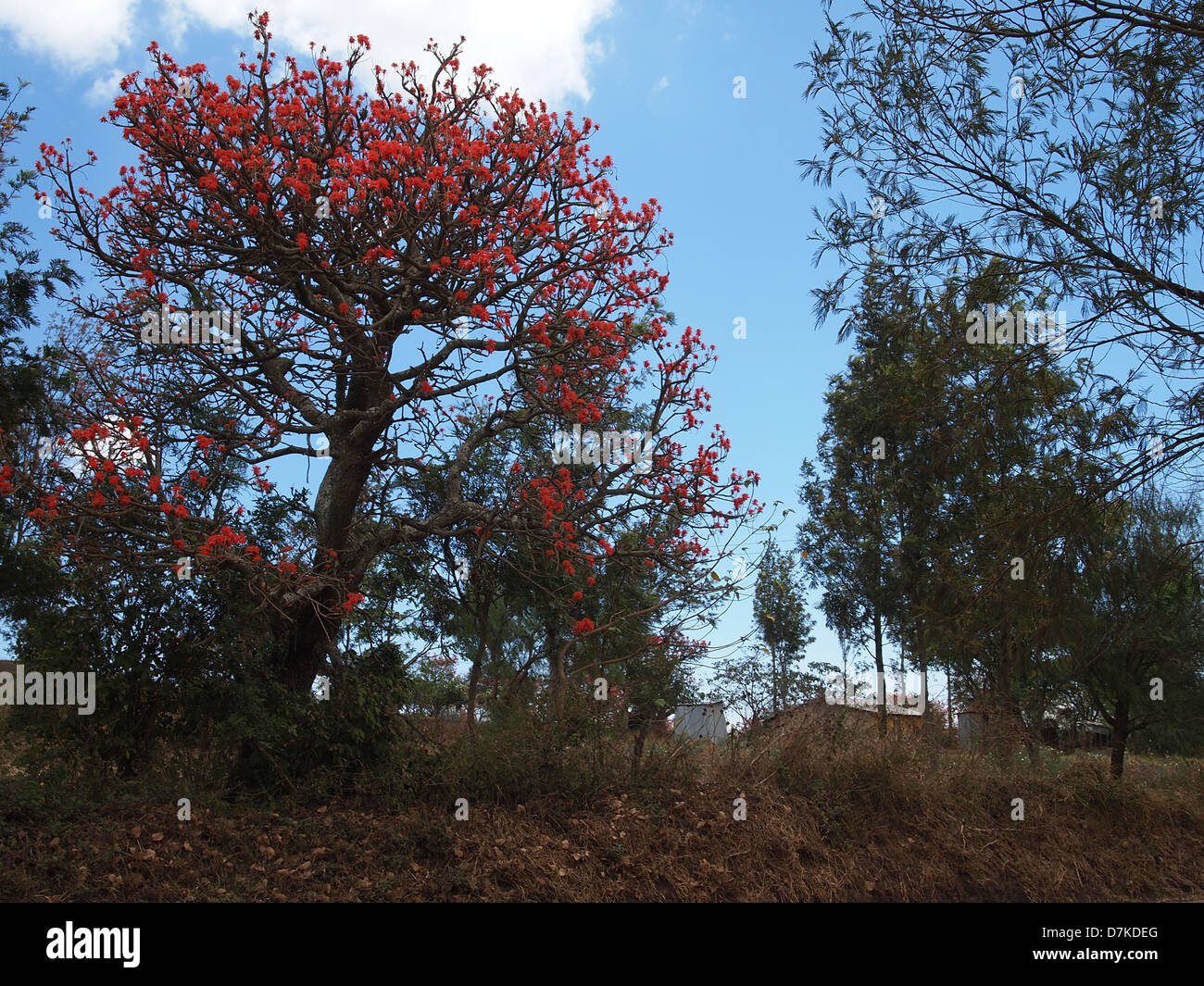 A coral tree with lots of red blossoms Stock Photo - Alamy