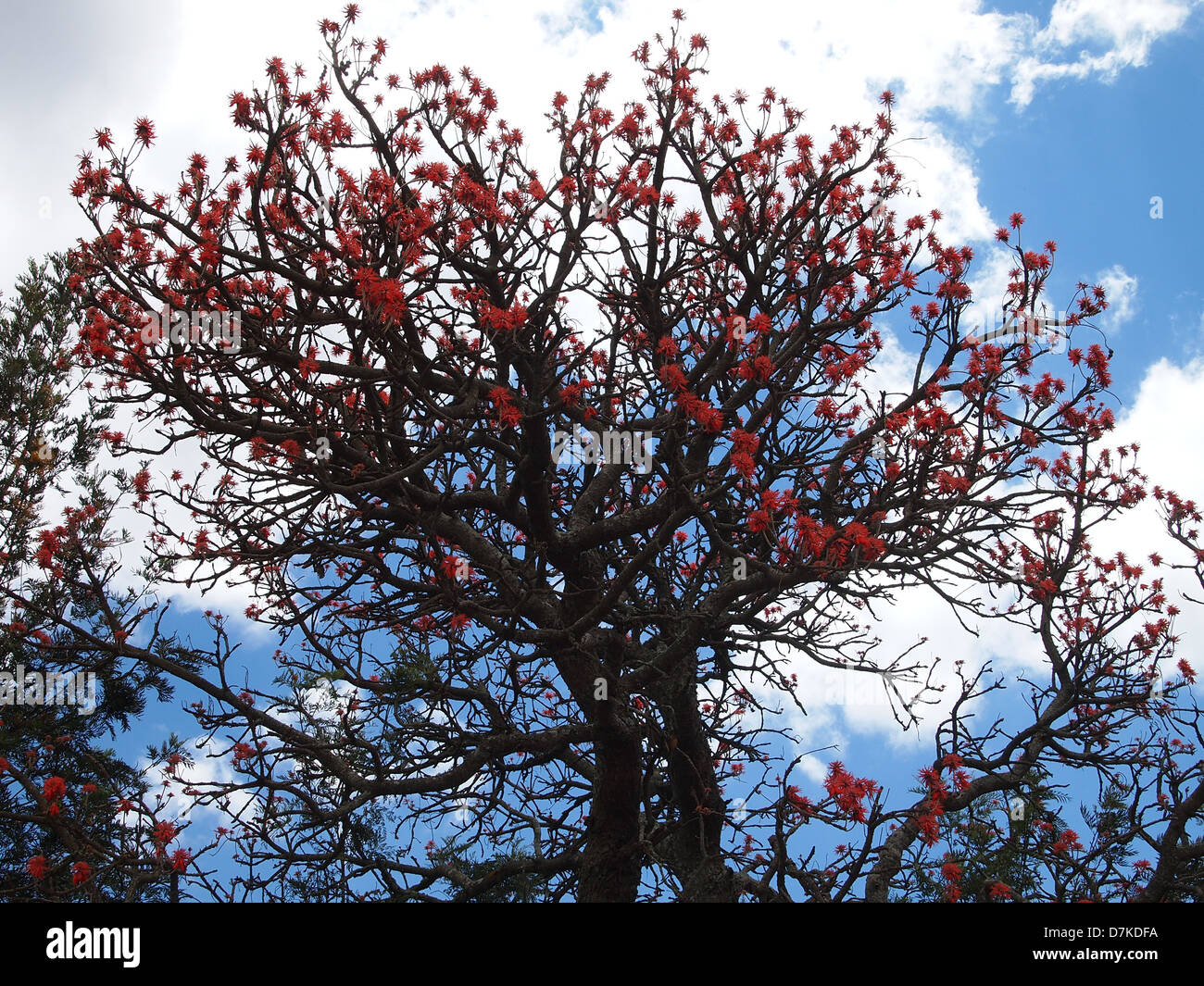 A leafless tree with lots of blossoms Stock Photo - Alamy