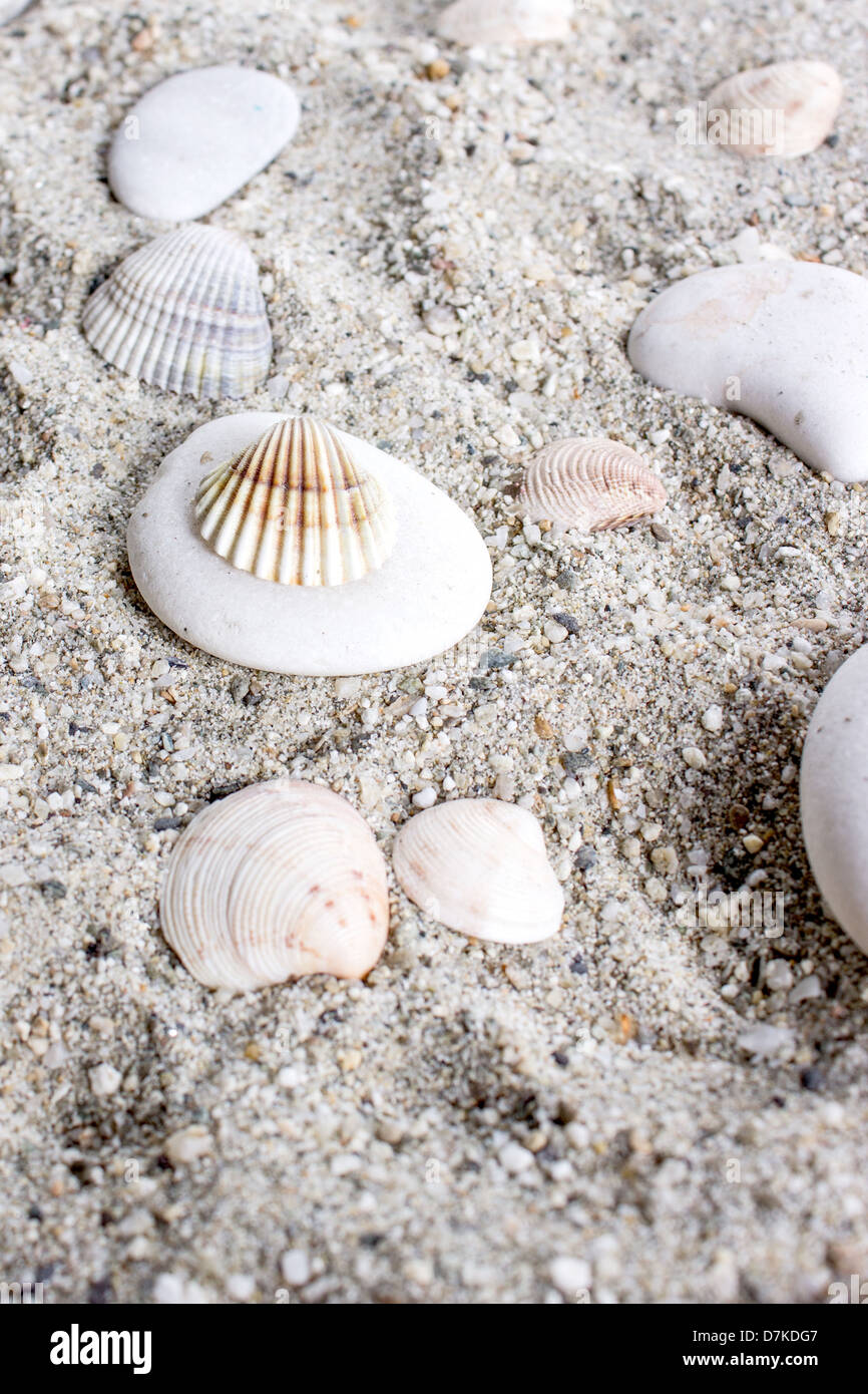 Sand background with shells and stones Stock Photo - Alamy