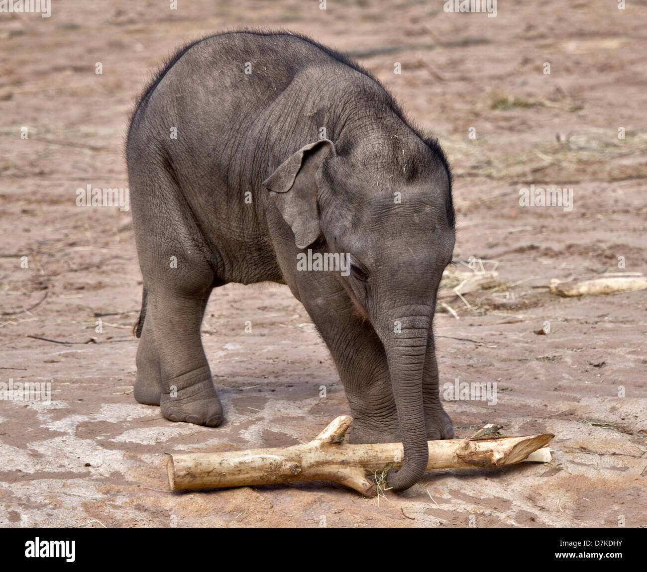 Asian Elephant (elephas maximus) calf Stock Photo - Alamy