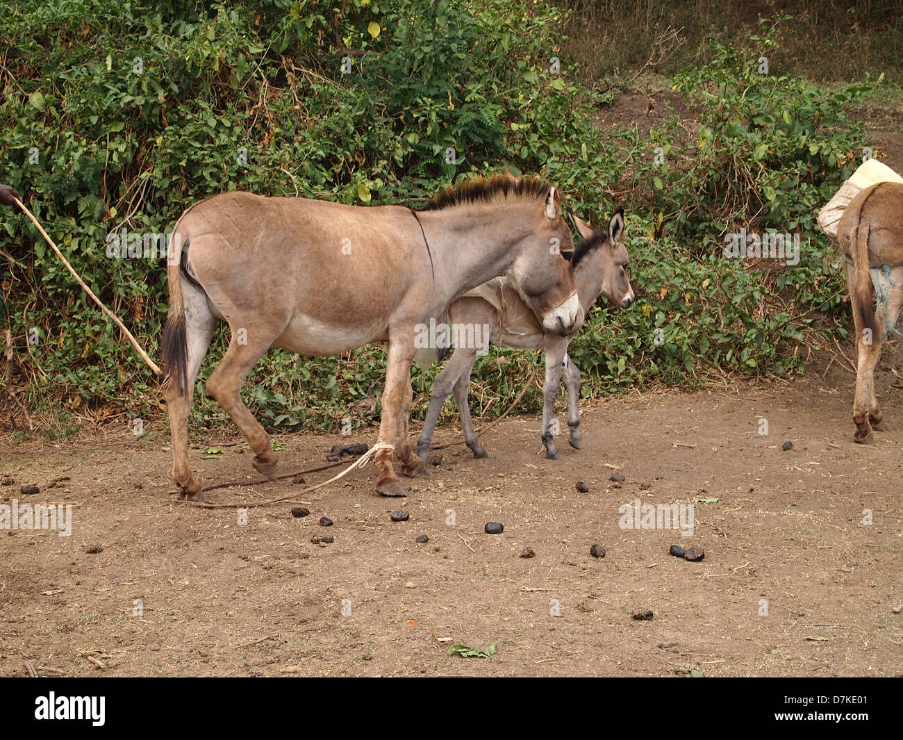 A female donkey and her offspring Stock Photo - Alamy