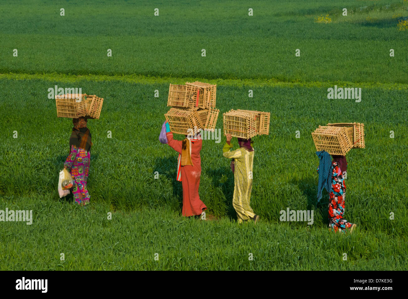 Egyptian workers hi-res stock photography and images - Alamy