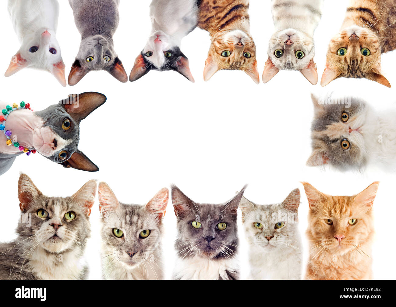 group of purebred cats on a white background Stock Photo - Alamy
