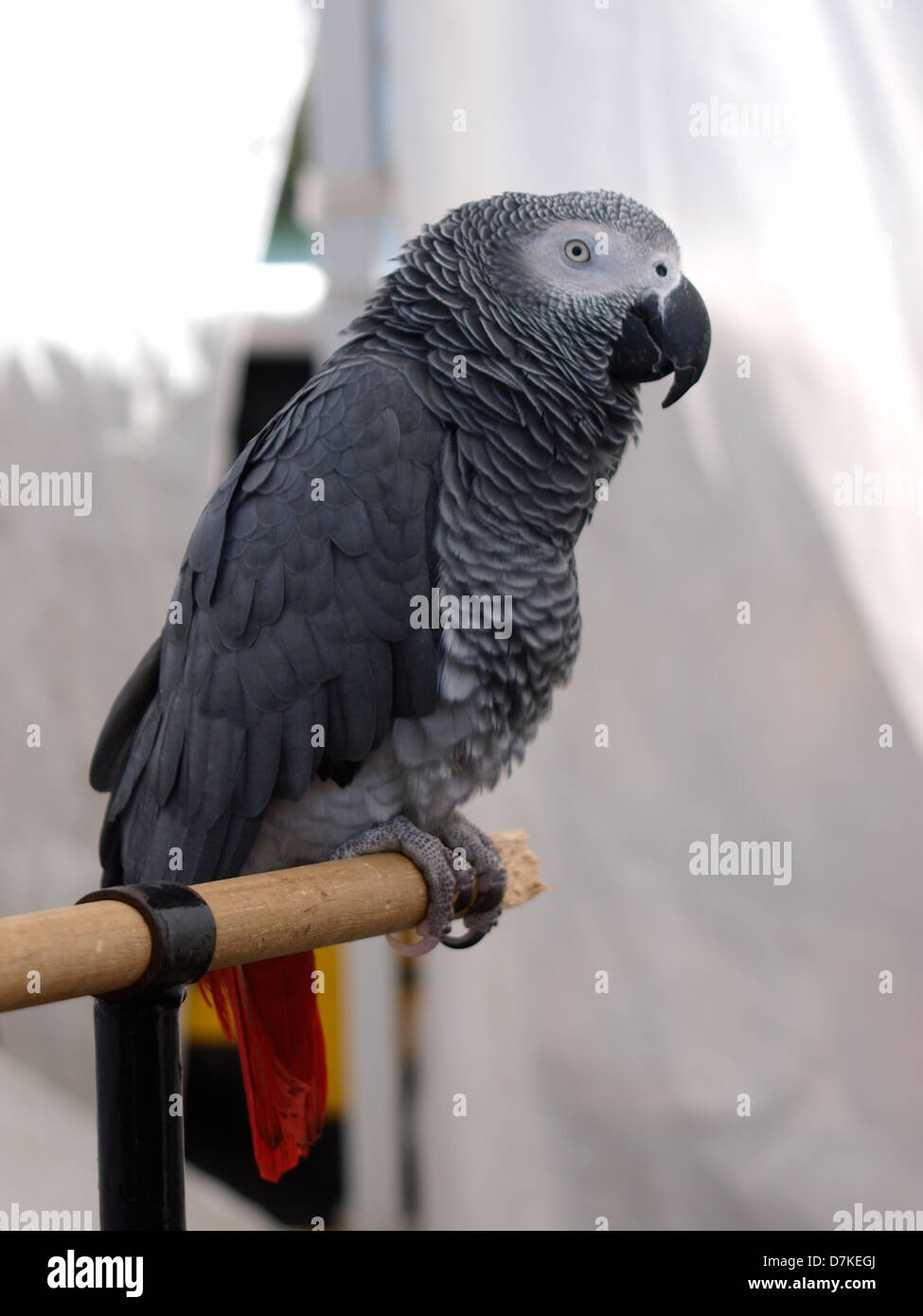 Parrot african grey bird hi-res stock photography and images - Alamy