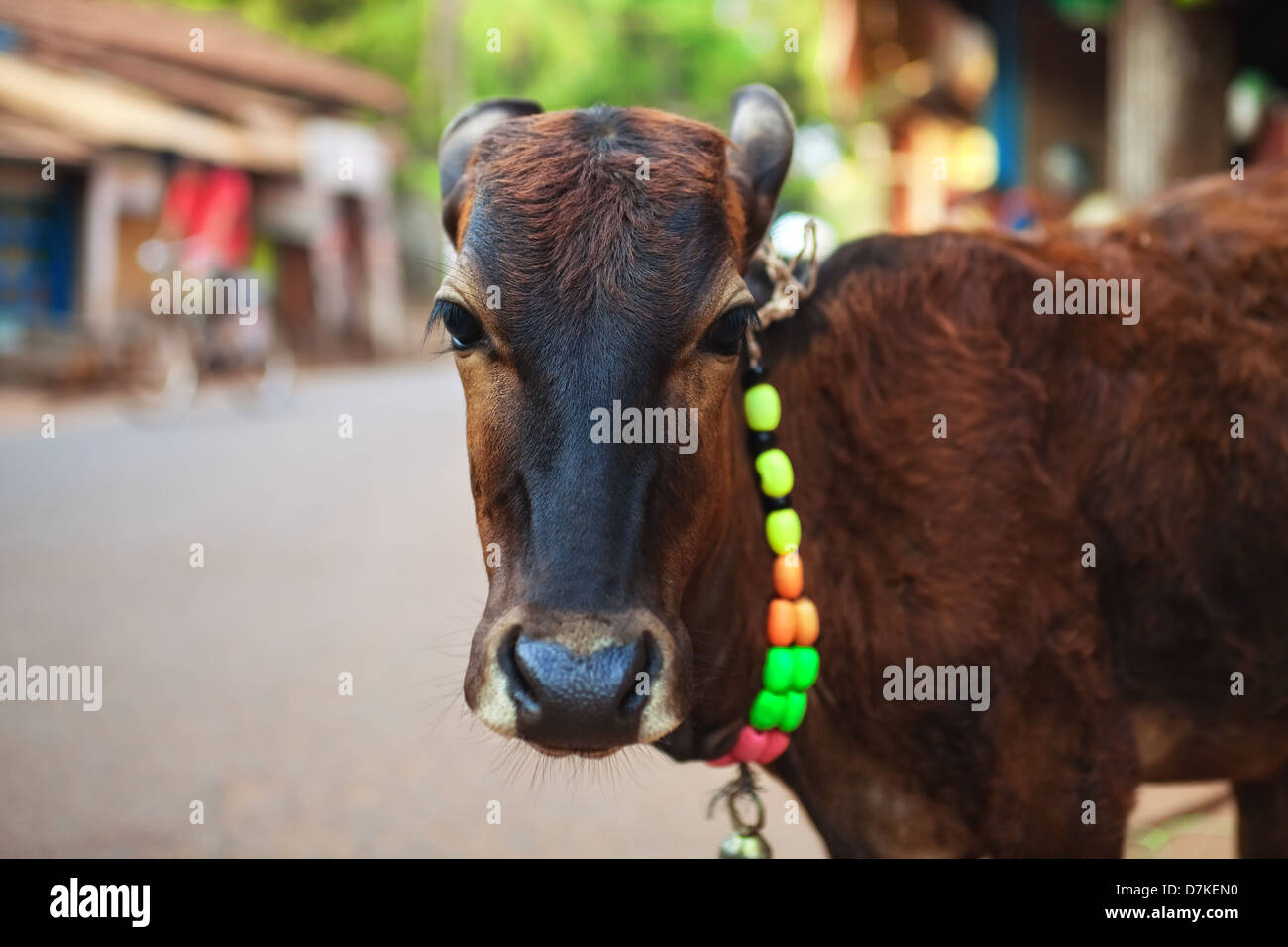 Bell around neck hi-res stock photography and images - Alamy