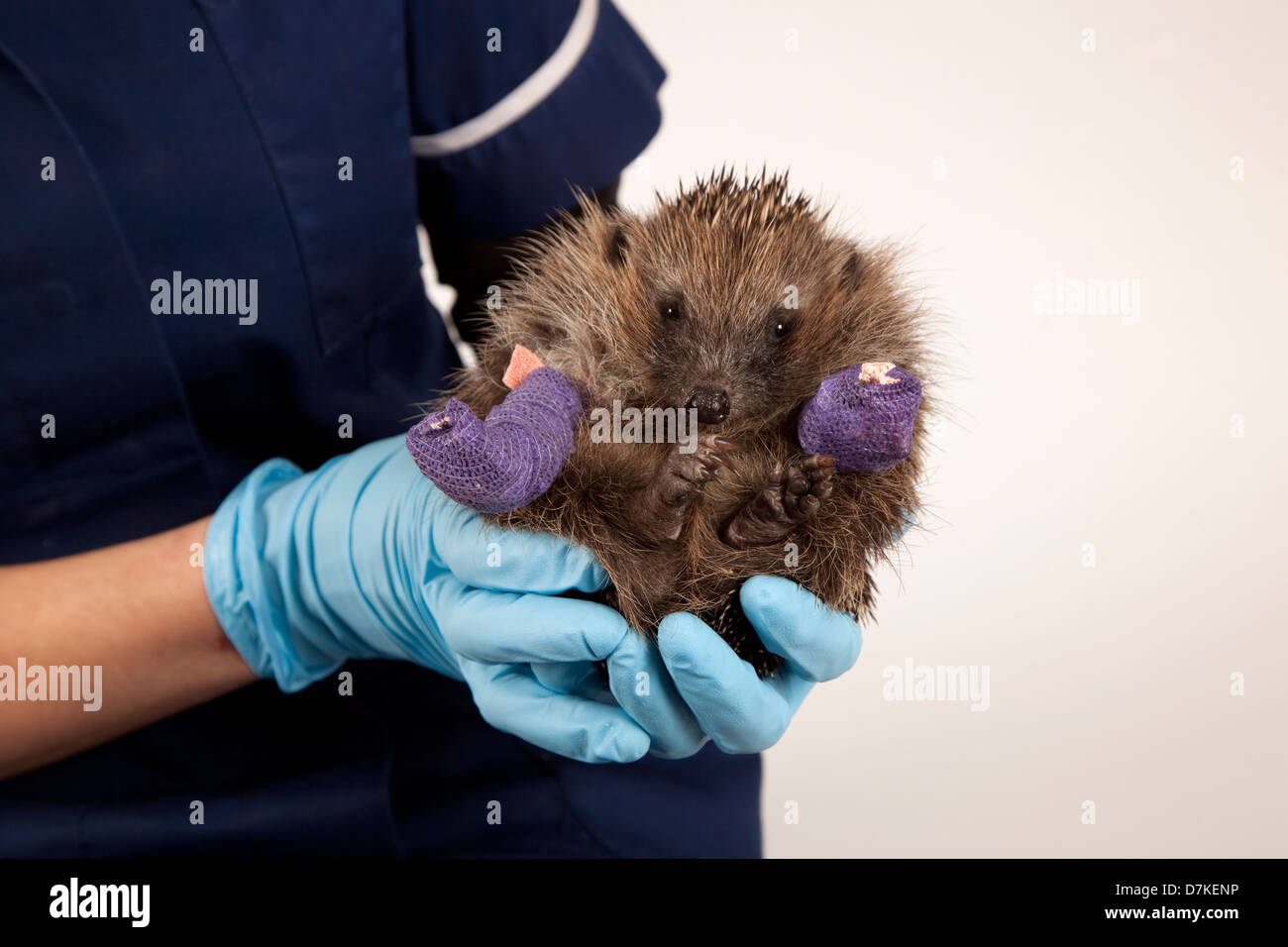 Hedgehog Giving Birth