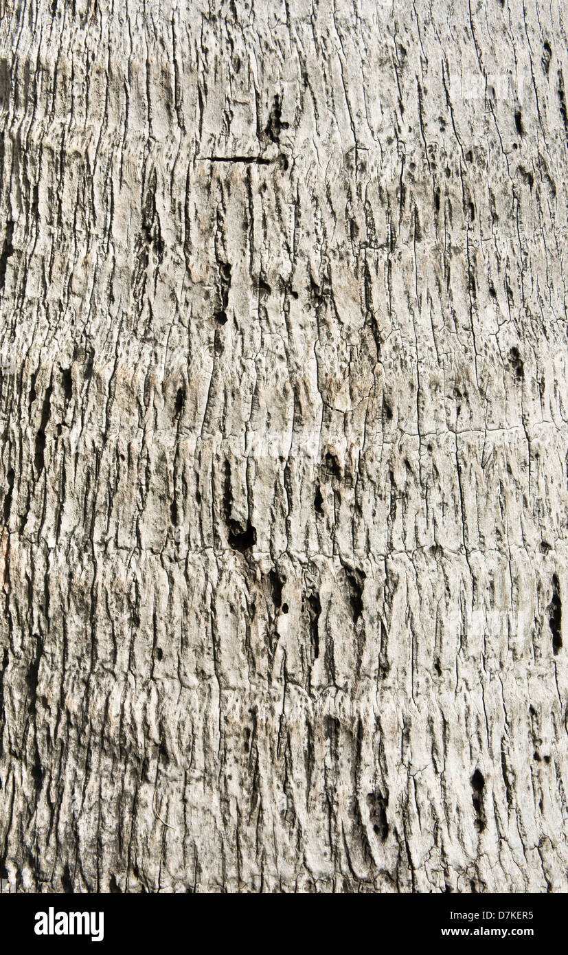 Rough gray coconut tree wood bark natural texture background Stock ...