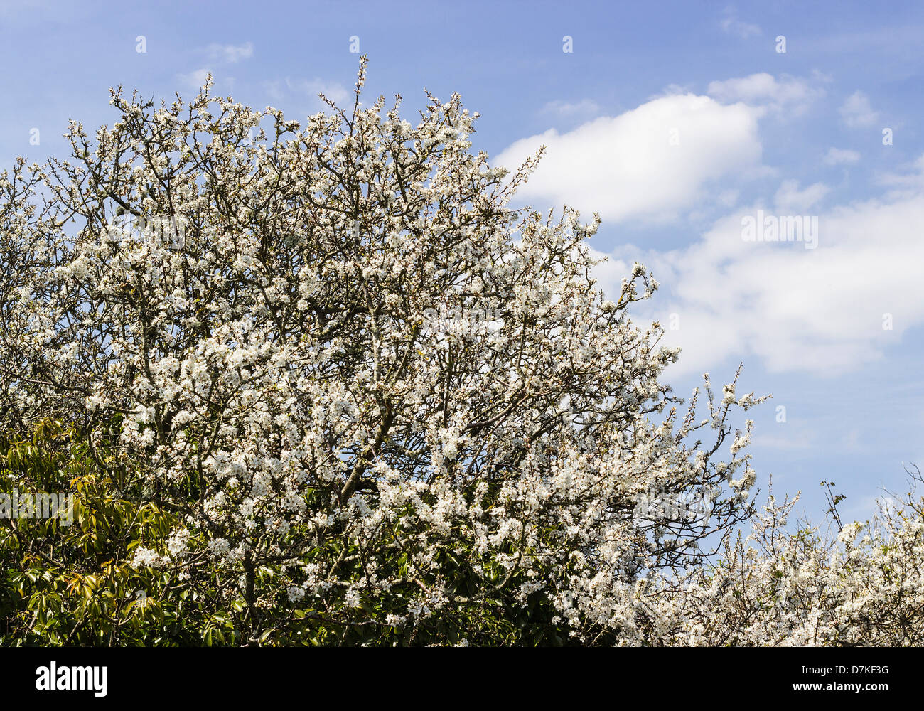 Blackthorn Bush, (Prunus spinosa,) flowering in Spring, Dorset, England ...