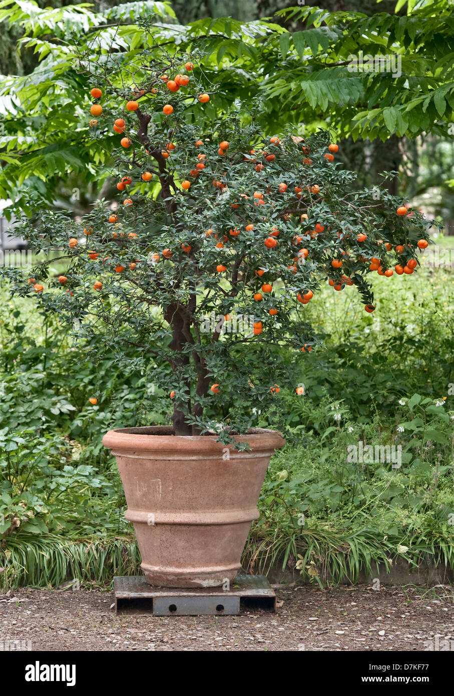 A chinotto tree (citrus myrtifolia) in the Botanic Gardens (Orto ...