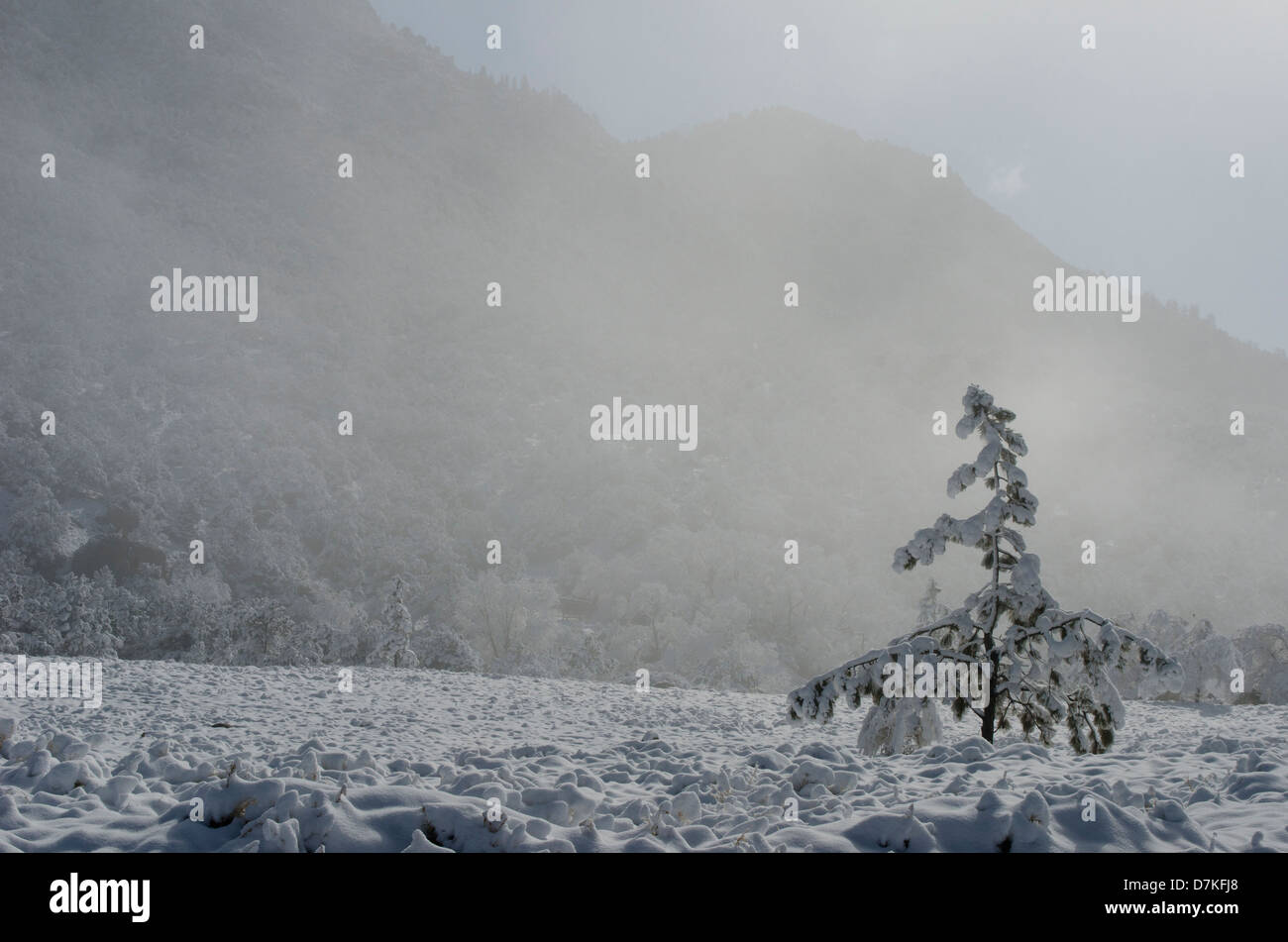 A small lone pine tree struggles under the weight of new fallen snow - set against steam rising ...