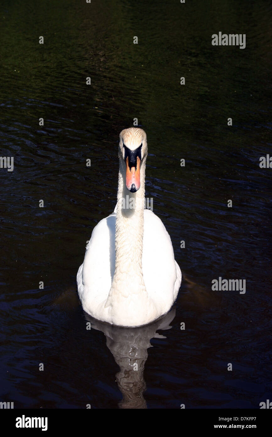 Thames wildlife hi-res stock photography and images - Alamy