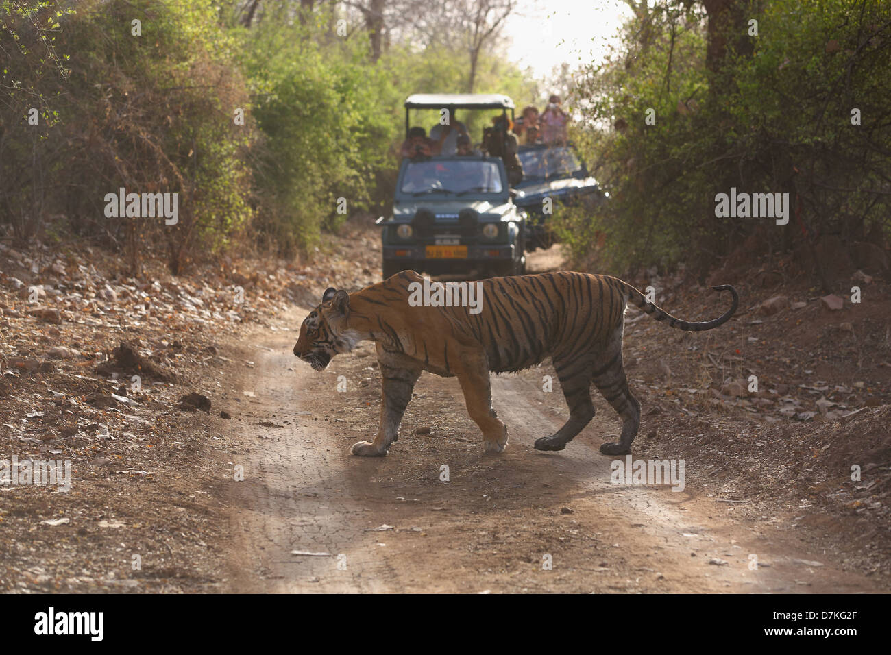 Tiger crossing forest track in ranthambhore in india hi-res stock ...