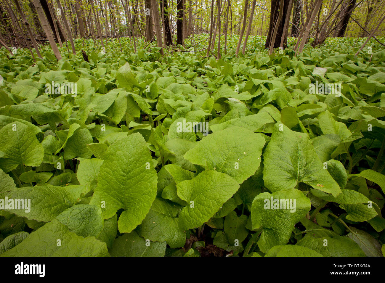Big leaves in springtime on the forest floor at Alby on the island ...