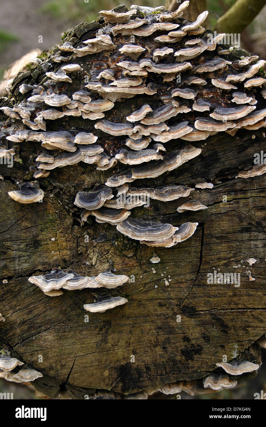 fungus on a dead tree Stock Photo - Alamy