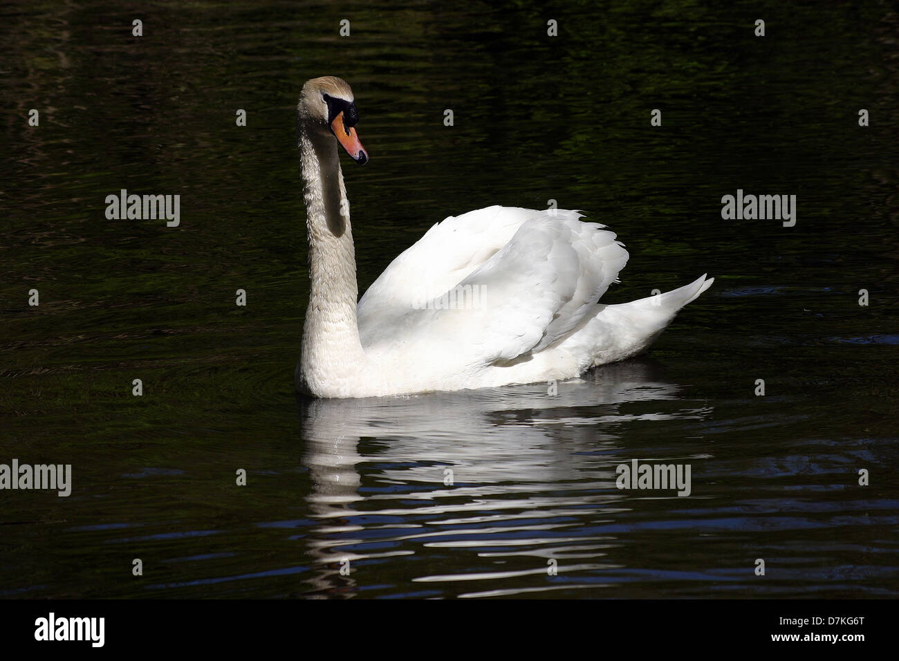 Thames Wildlife Stock Photos & Thames Wildlife Stock Images - Alamy