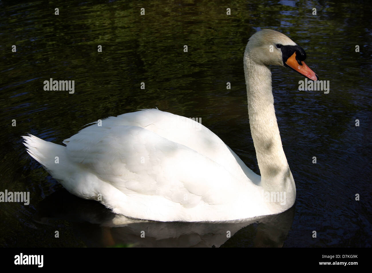 photo of a swan on River Thames near Windsor Stock Photo - Alamy
