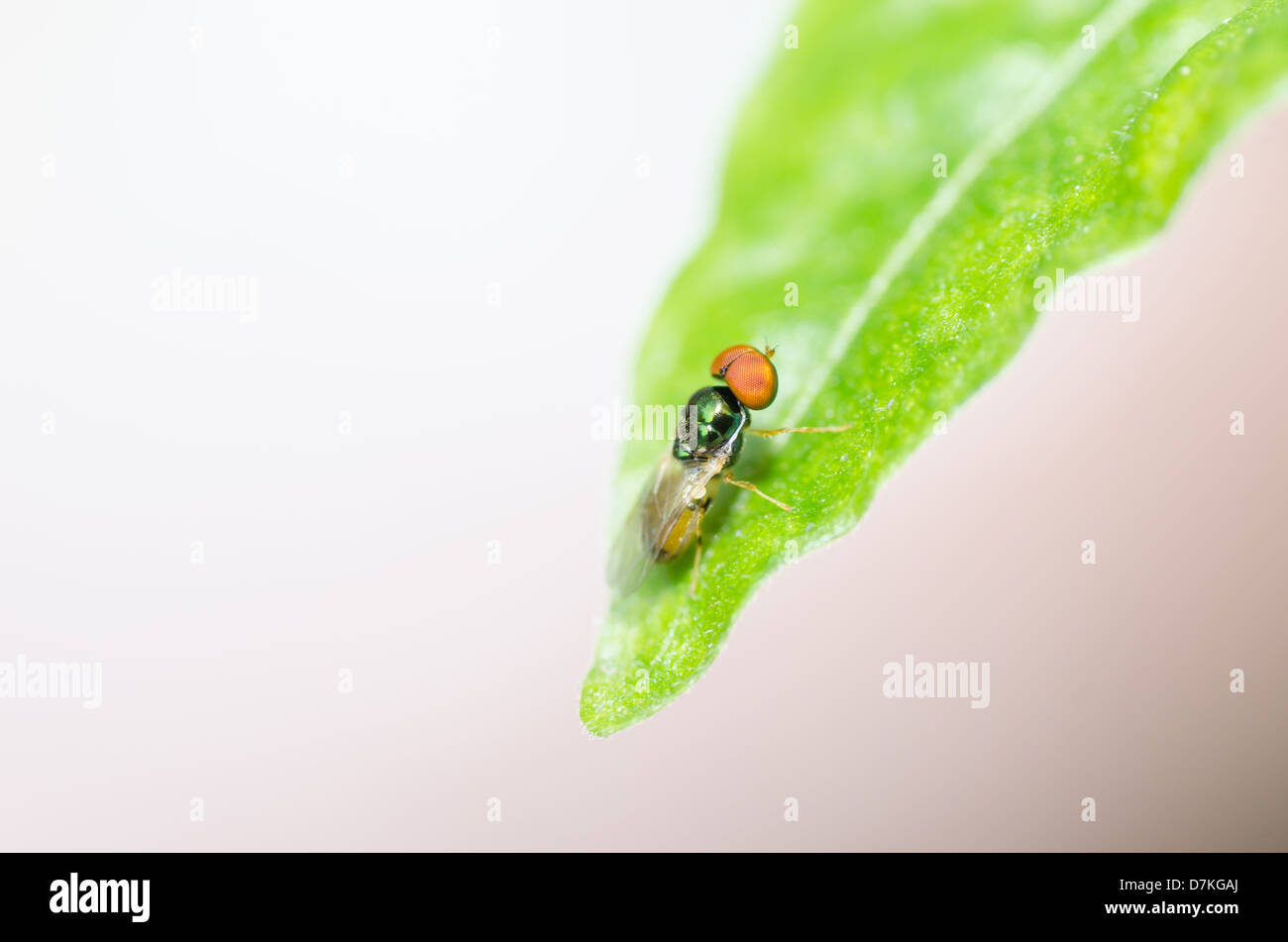 Flower files hi-res stock photography and images - Alamy