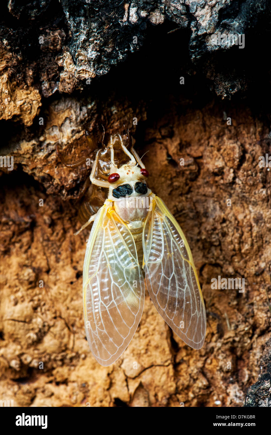 Newly emerged adult in emergence in May 2012 of "Brood I" of 17-year ...