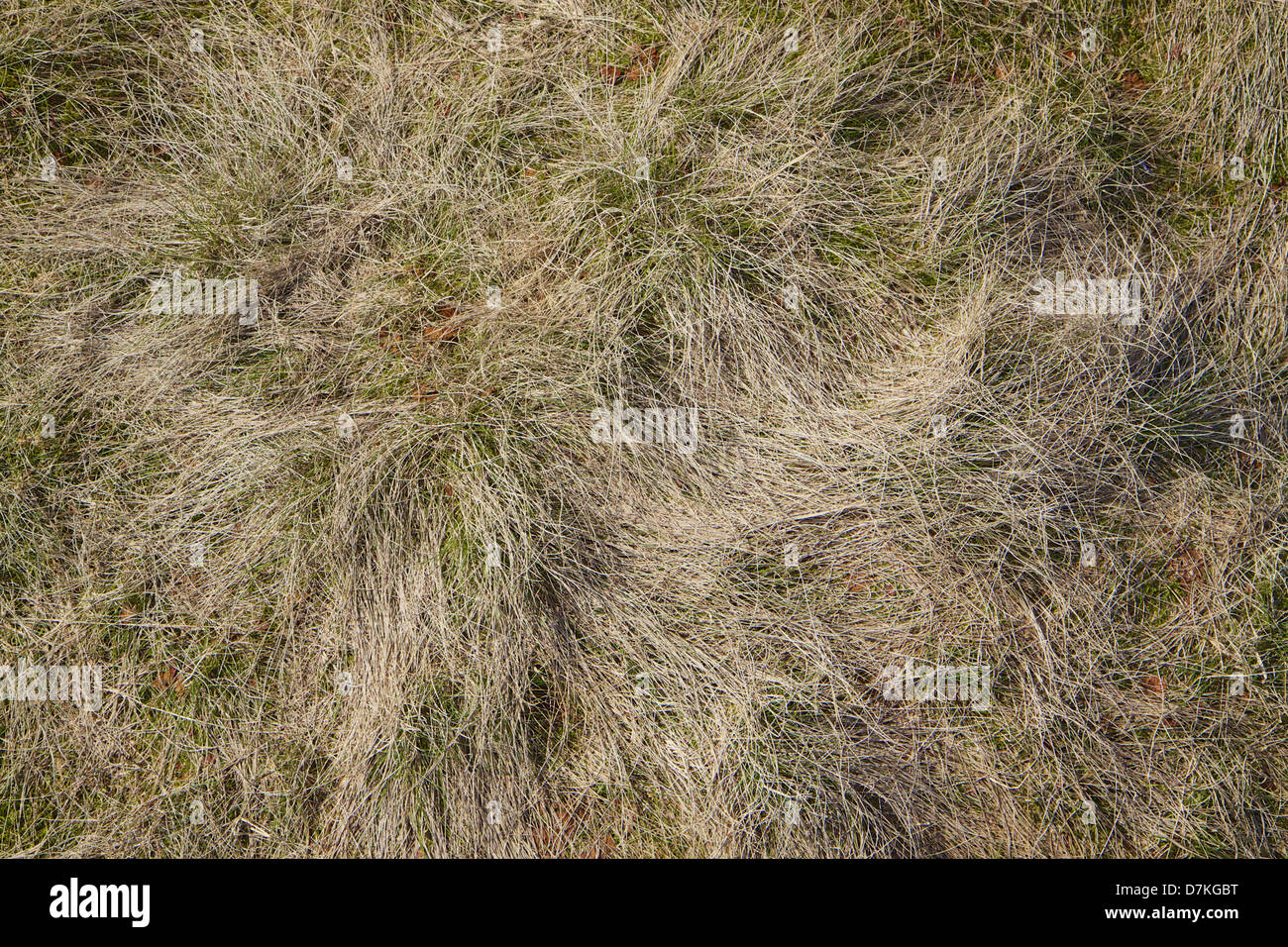 Yellow dry grass texture background Stock Photo - Alamy