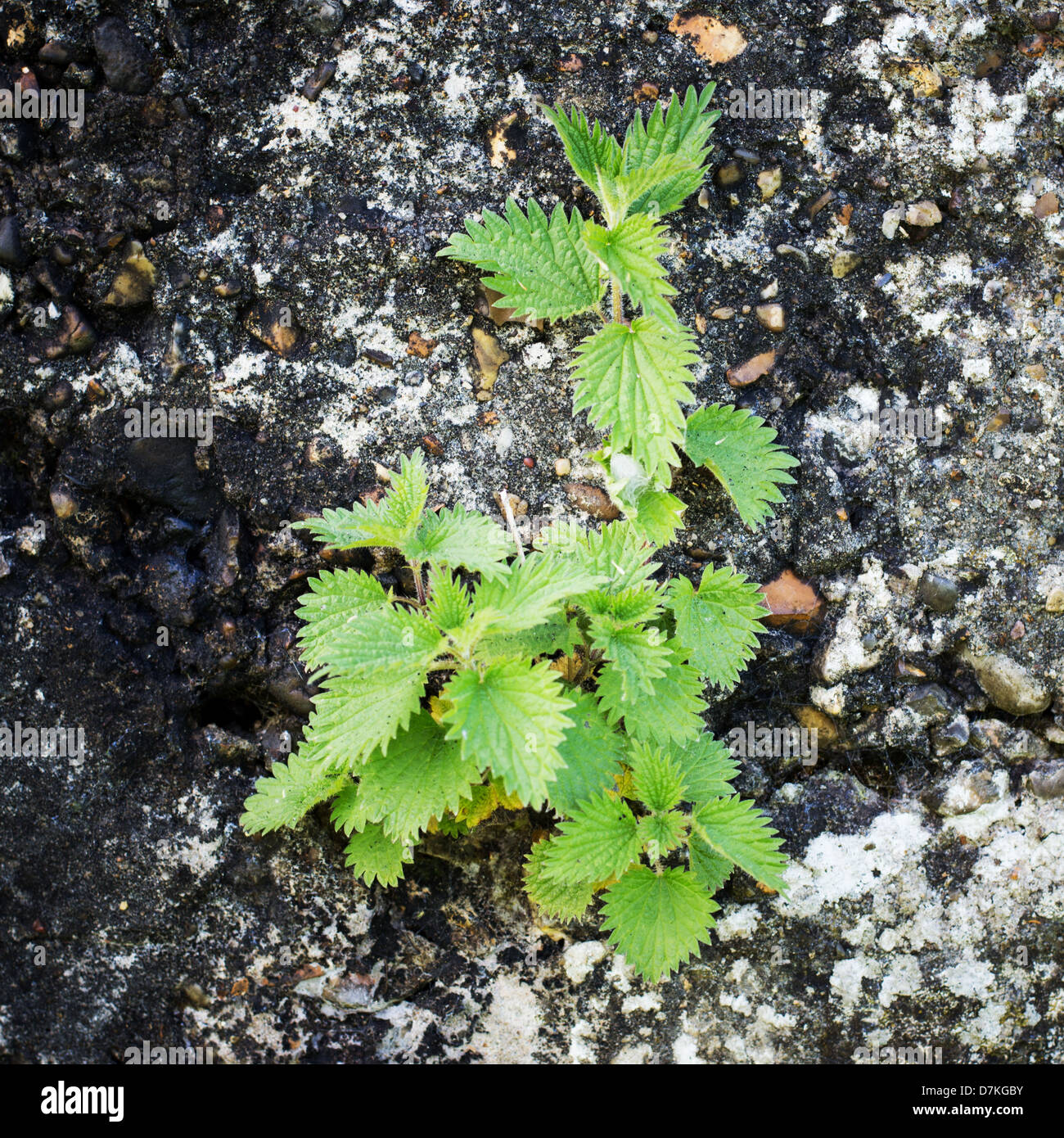 A nettle weed growing precariously on the side of a concrete wall Stock ...