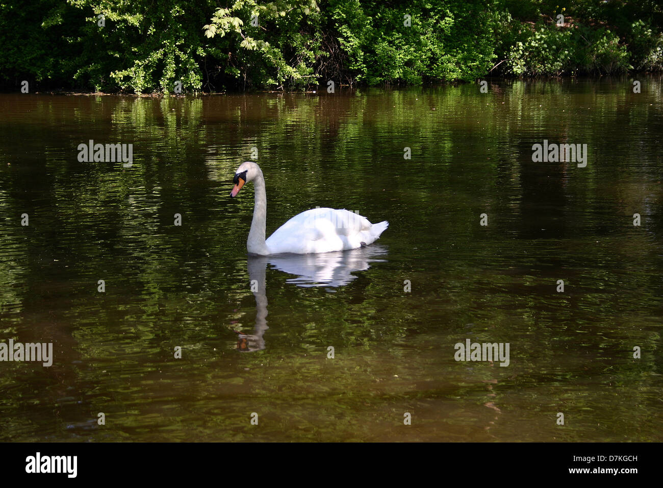 Thames wildlife hi-res stock photography and images - Alamy