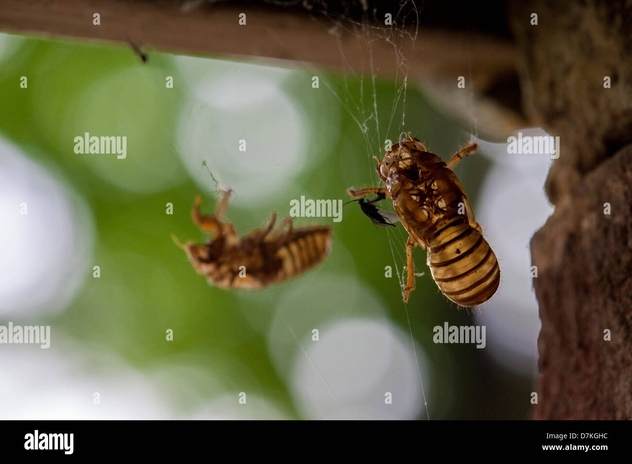 Empty exoskeletons left from the Emergence in May 2012 of "Brood I" of ...