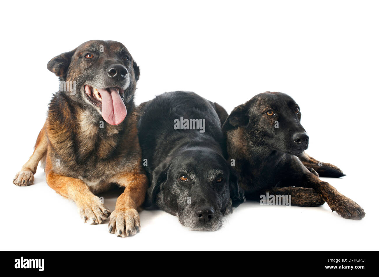 portrait of three dogs in a studio Stock Photo - Alamy