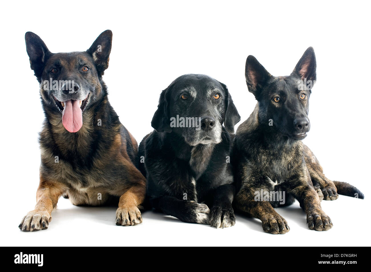 Three labrador dogs Cut Out Stock Images & Pictures - Alamy