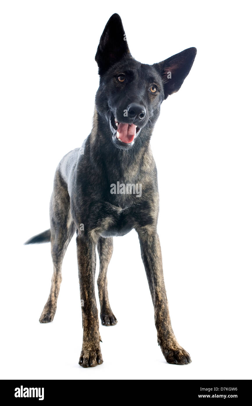 portrait of an holland shepherd in a studio Stock Photo - Alamy