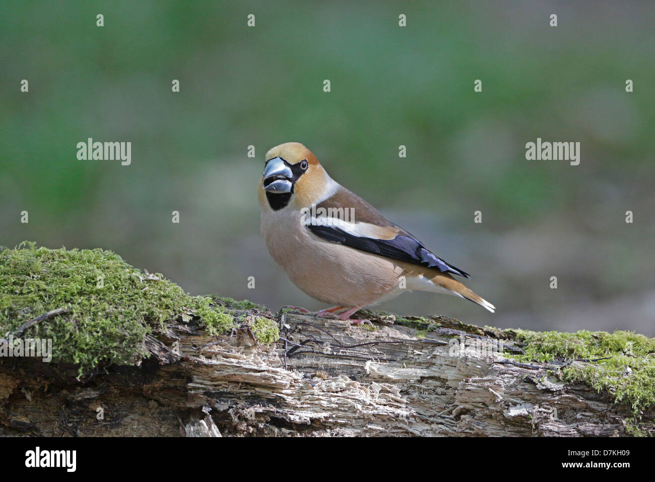 Male Hawfinch on branch Stock Photo - Alamy