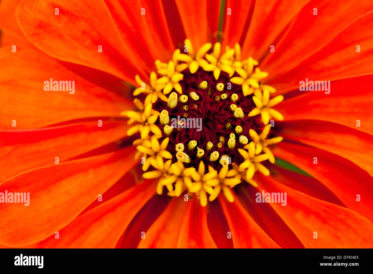 Germany, Zinnia flower, close up Stock Photo - Alamy