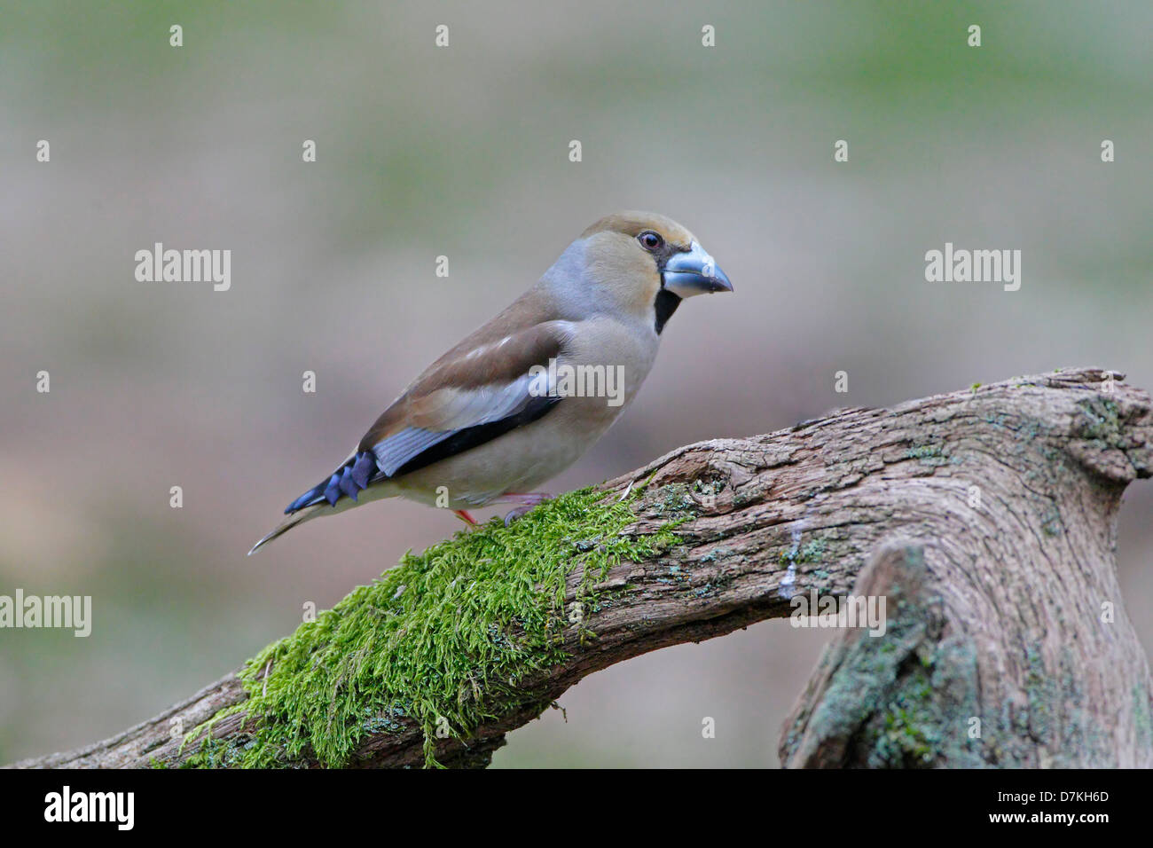 Female Hawfinch on moss covered branch Stock Photo - Alamy
