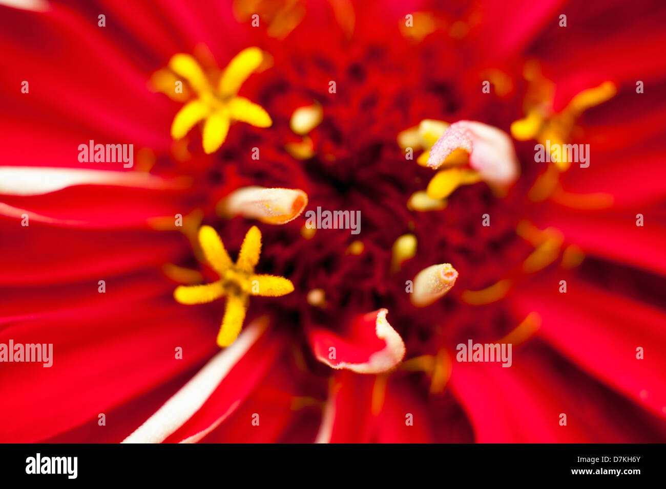 Germany, Zinnia flower, close up Stock Photo - Alamy
