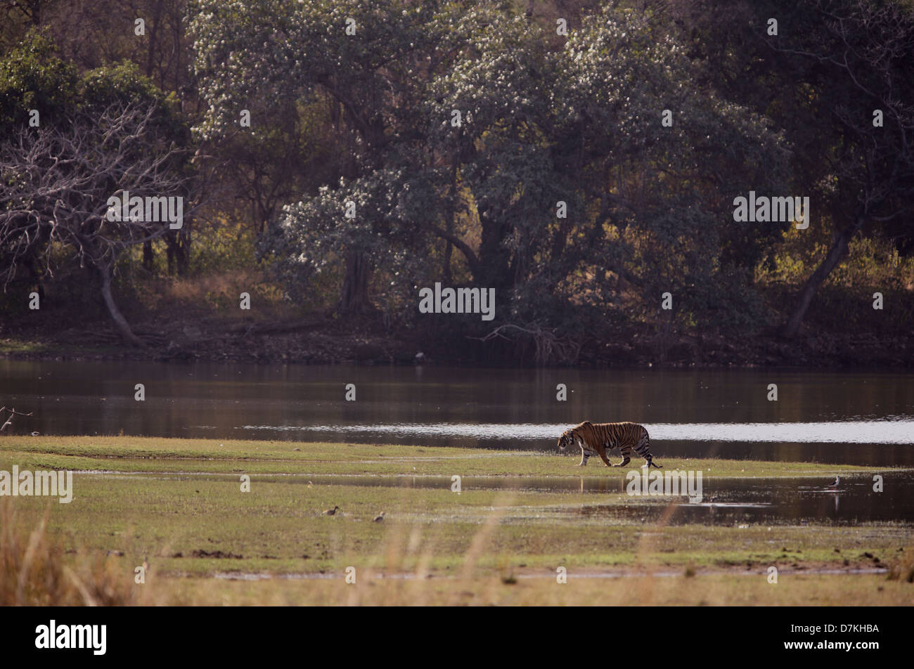 A young beautiful tigress strolls ashore Rajbag Lake of Ranthambhore ...