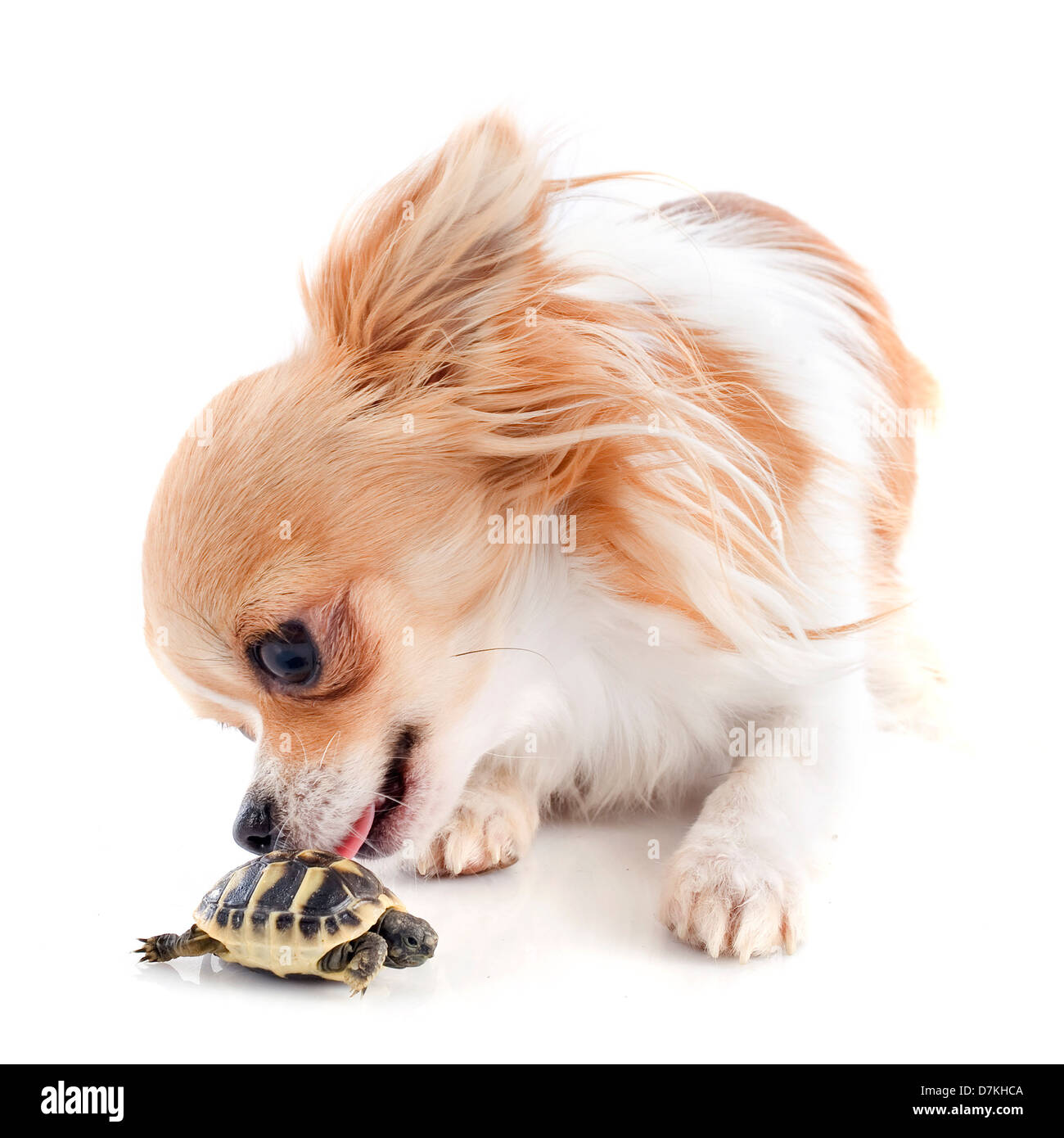 young tortoise and chihuahua isolated on a white background Stock Photo ...