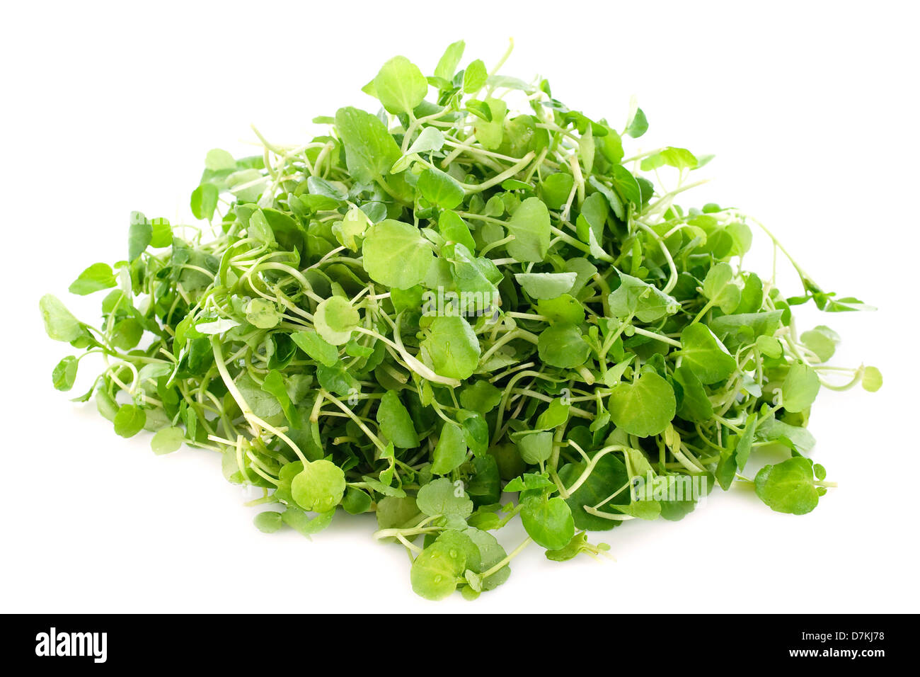 Watercress, Nasturtium officinale, in front of white background Stock ...