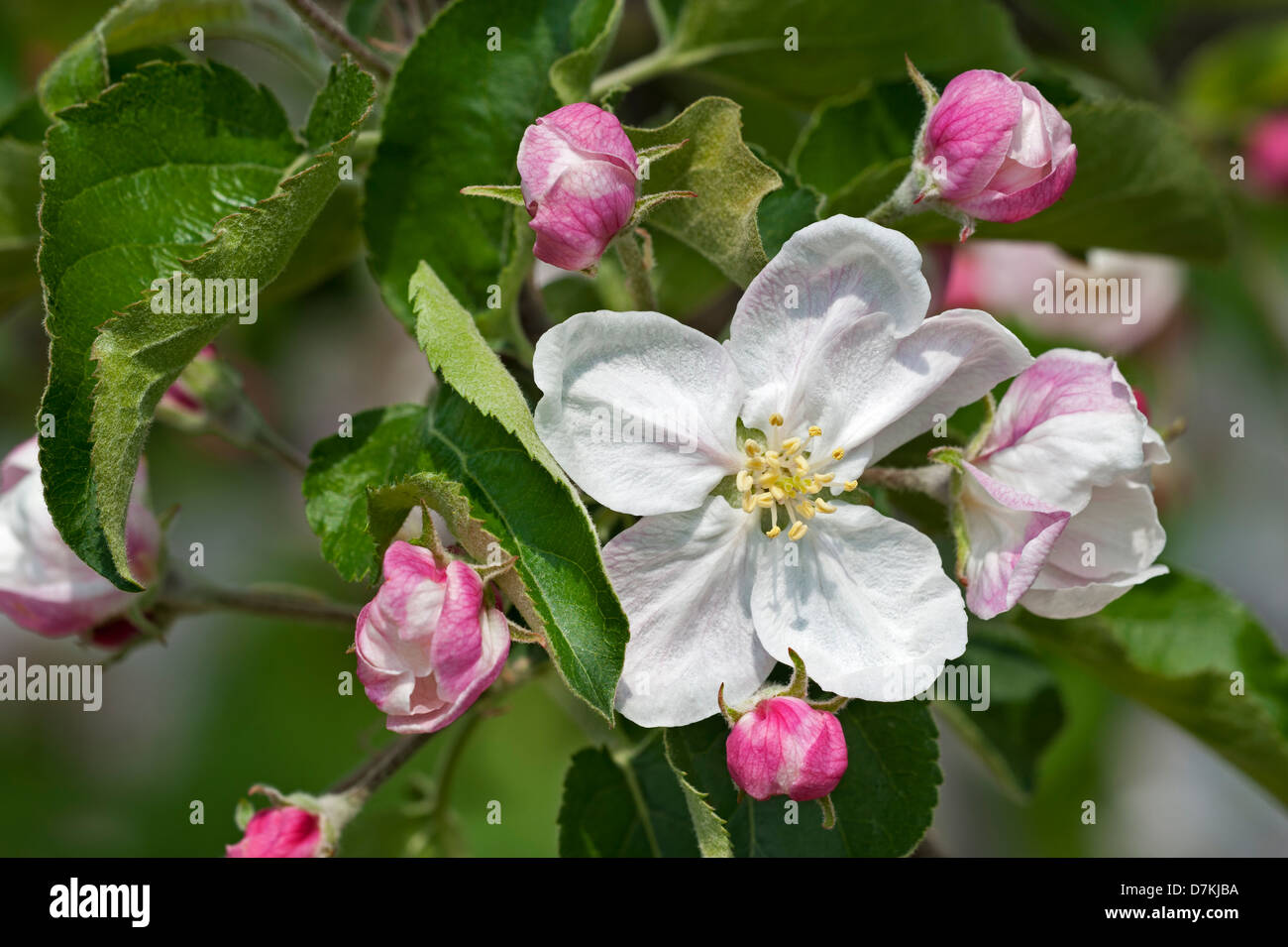 Apple tree (Malus domestica) flowering in orchard in spring, Hesbaye ...