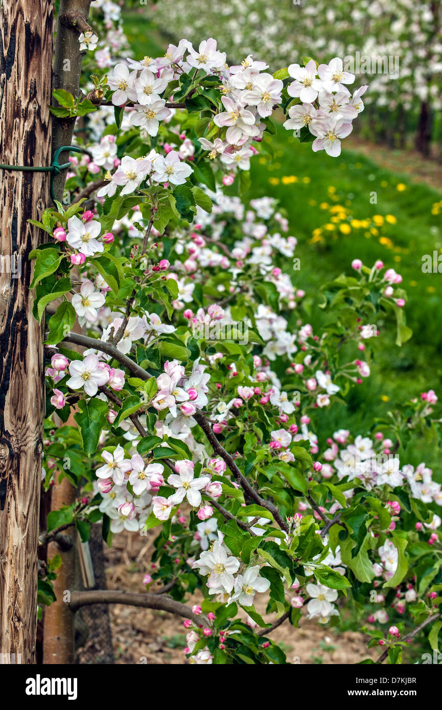 Half standard tree hi-res stock photography and images - Alamy