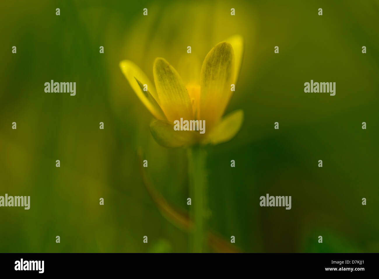 Yellow Spring flower Stock Photo - Alamy