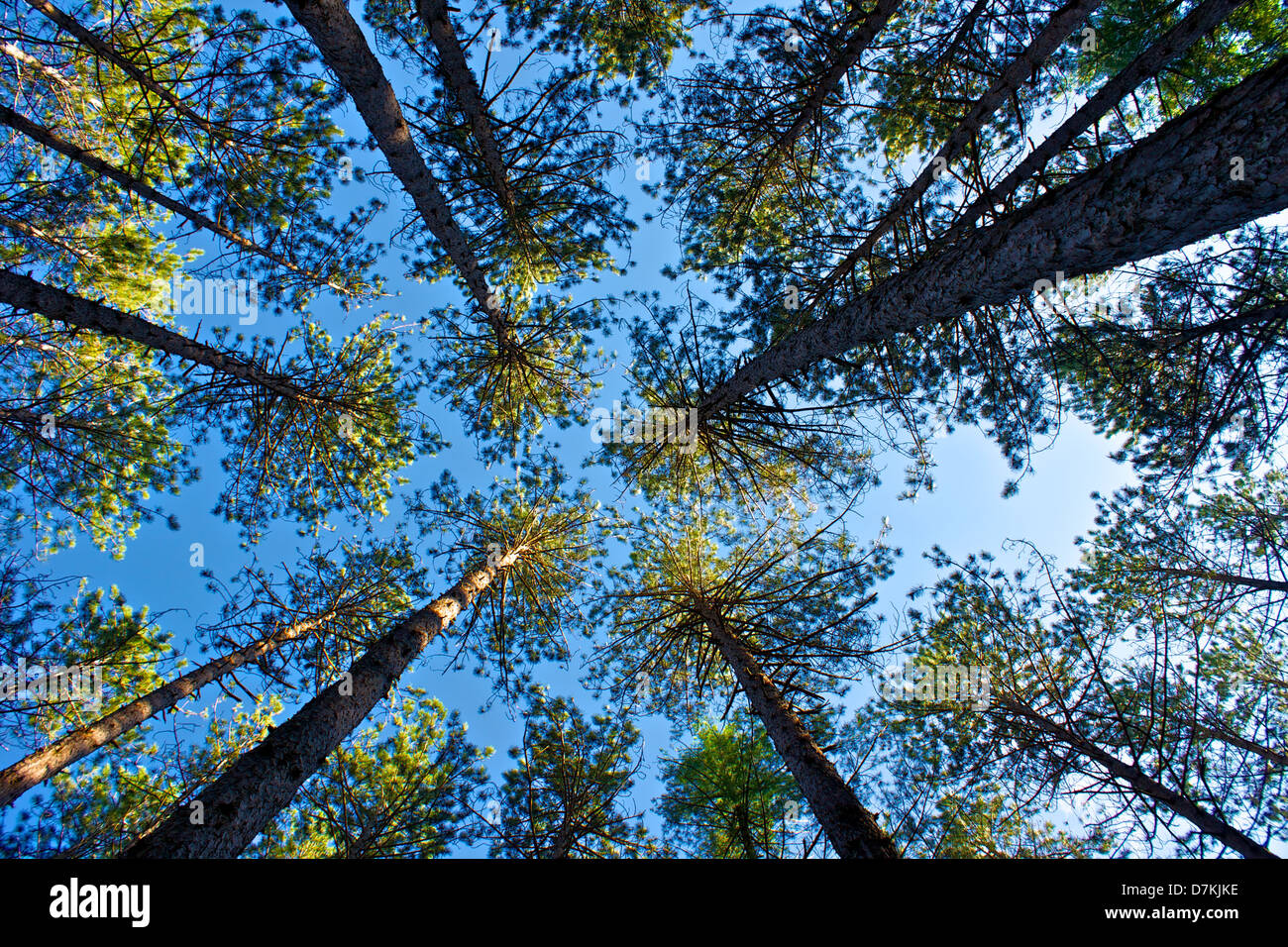 Symetrical tree hi-res stock photography and images - Alamy