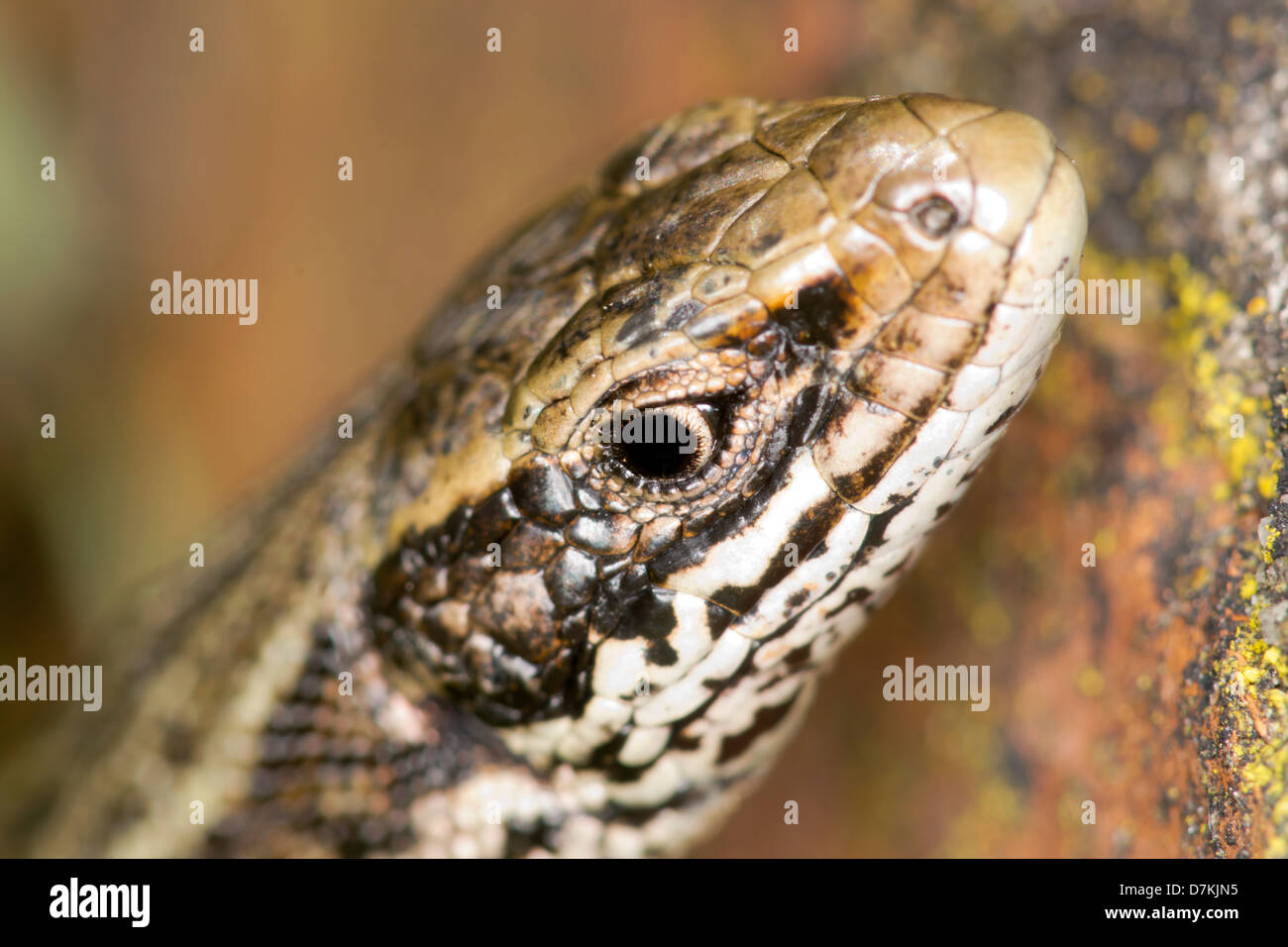 Common Lizard UK Stock Photo - Alamy